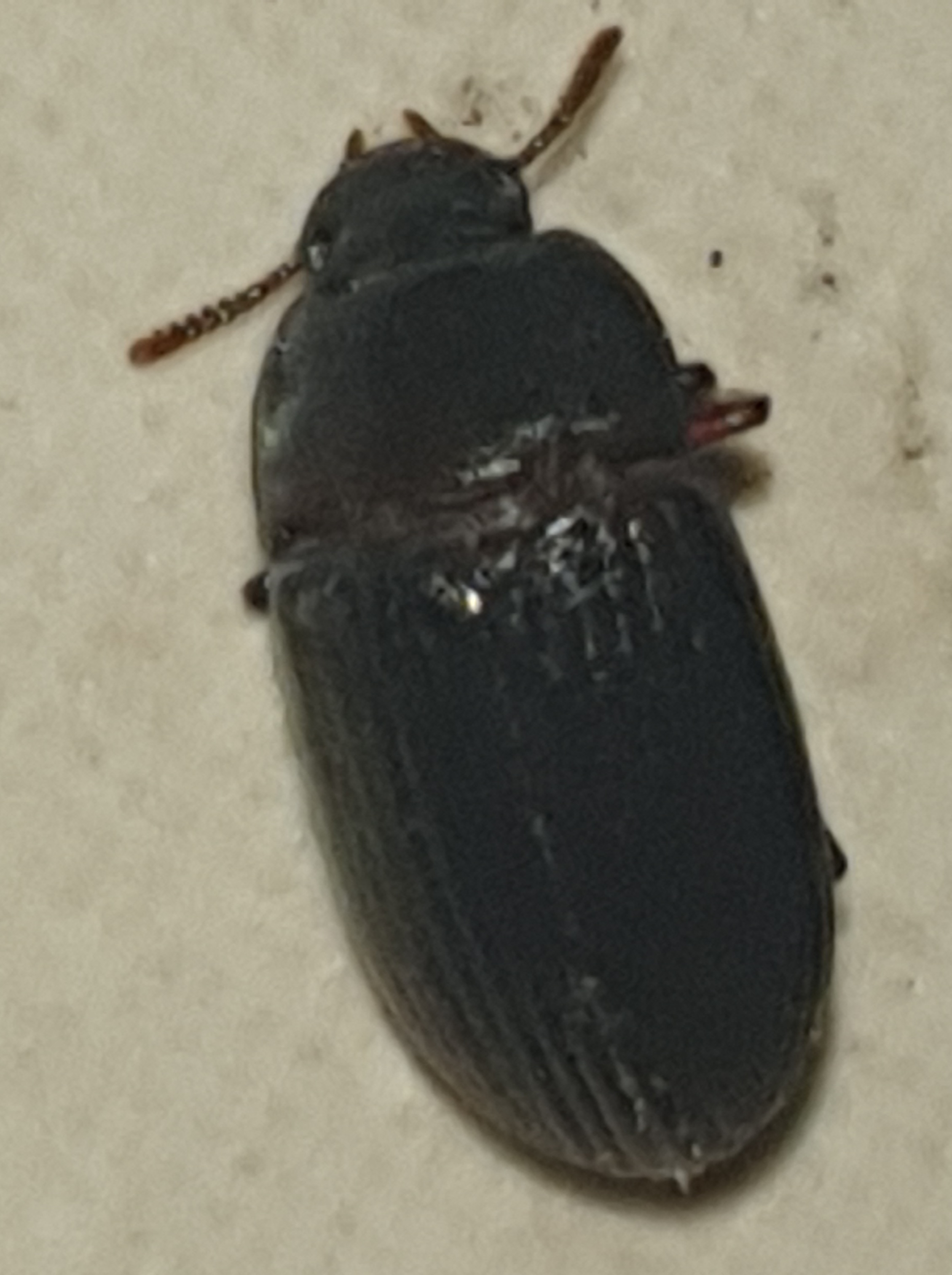 Welk insectje is dit? - GoeieVraag