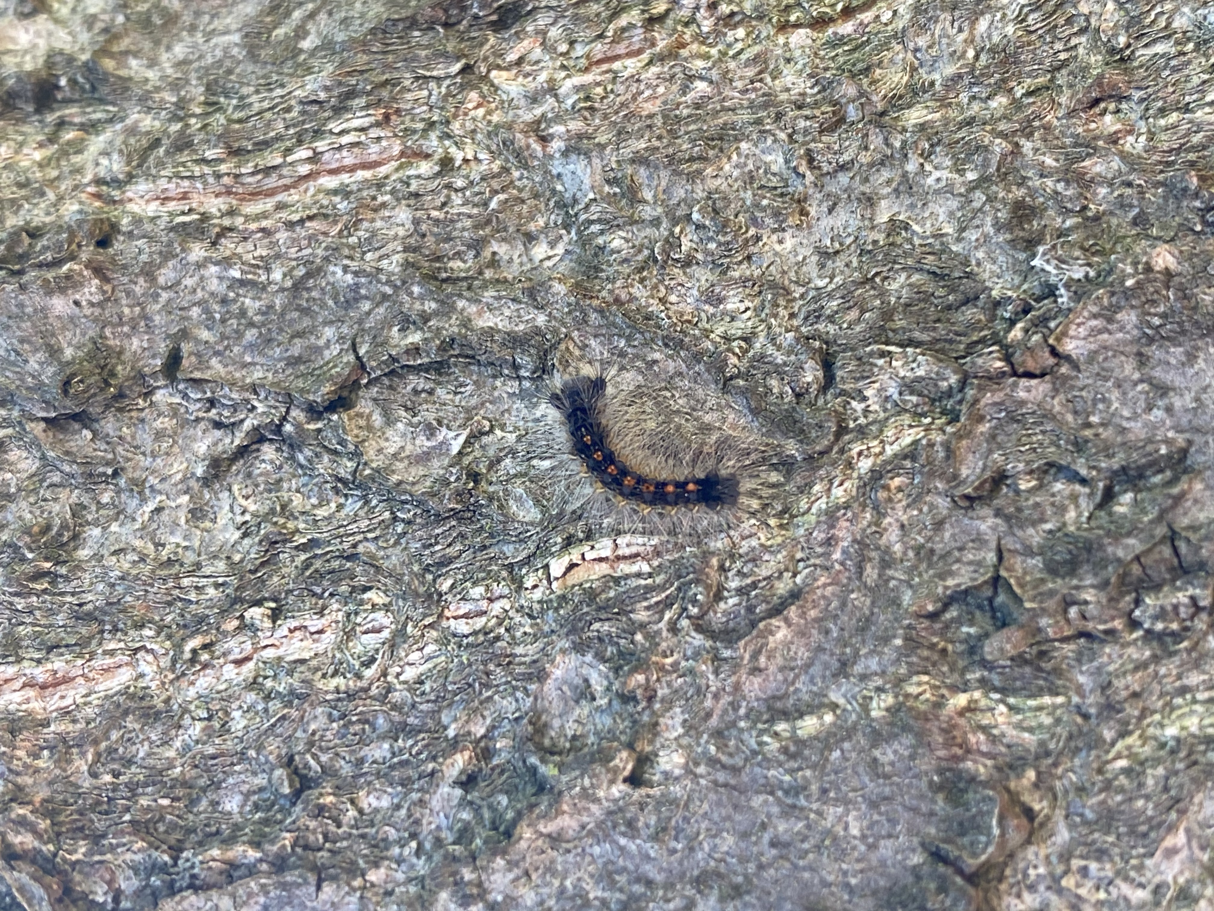 Welke soort rups is dit? Zwart met rode stippen? - GoeieVraag