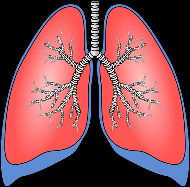Longen en longziekten informatief overzicht