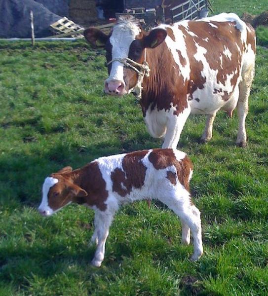Overzicht van Nederlandse koeienrassen: foto en video