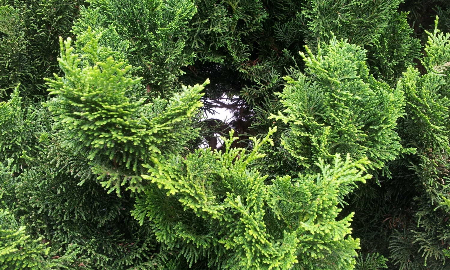 wie weet de naam van deze boom/conifeer/cipres? - GoeieVraag