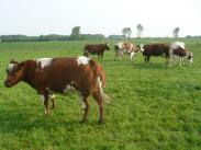 Overzicht van Nederlandse koeienrassen: foto en video