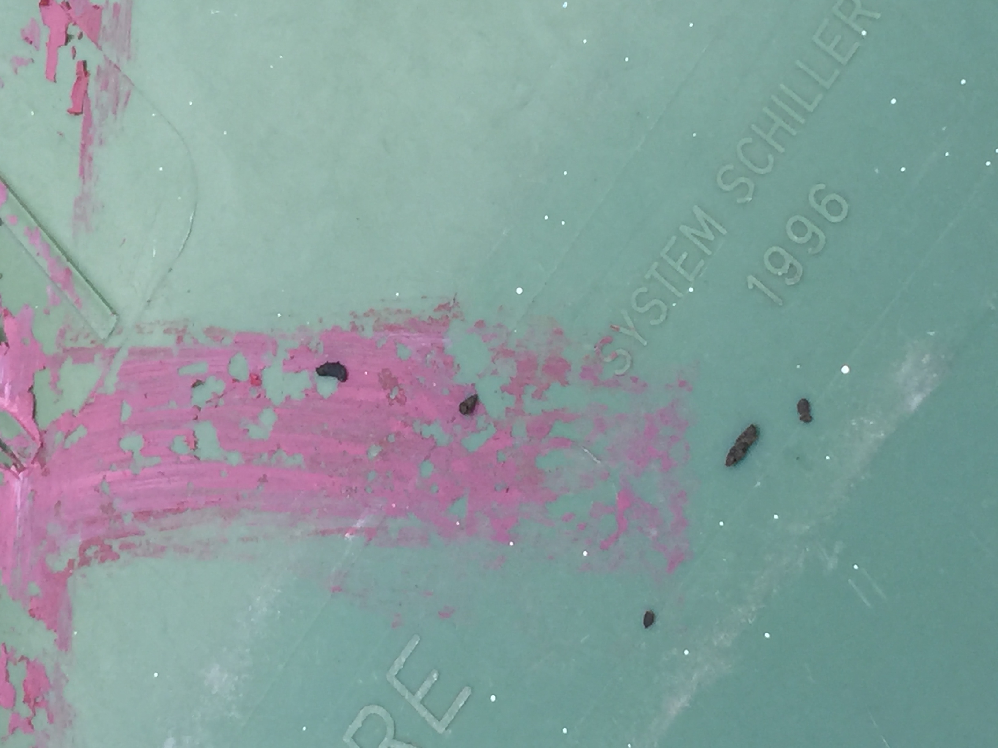 Van welk dier zijn deze uitwerpselen(ivm overlast)? - GoeieVraag