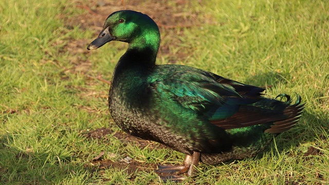 Is deze vrijwel geheel groene eend van een bepaalde soort? - GoeieVraag