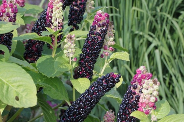 Wat voor plant/vrucht is dit? - GoeieVraag