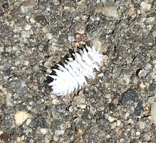 Wat voor een beestje is dit? - GoeieVraag