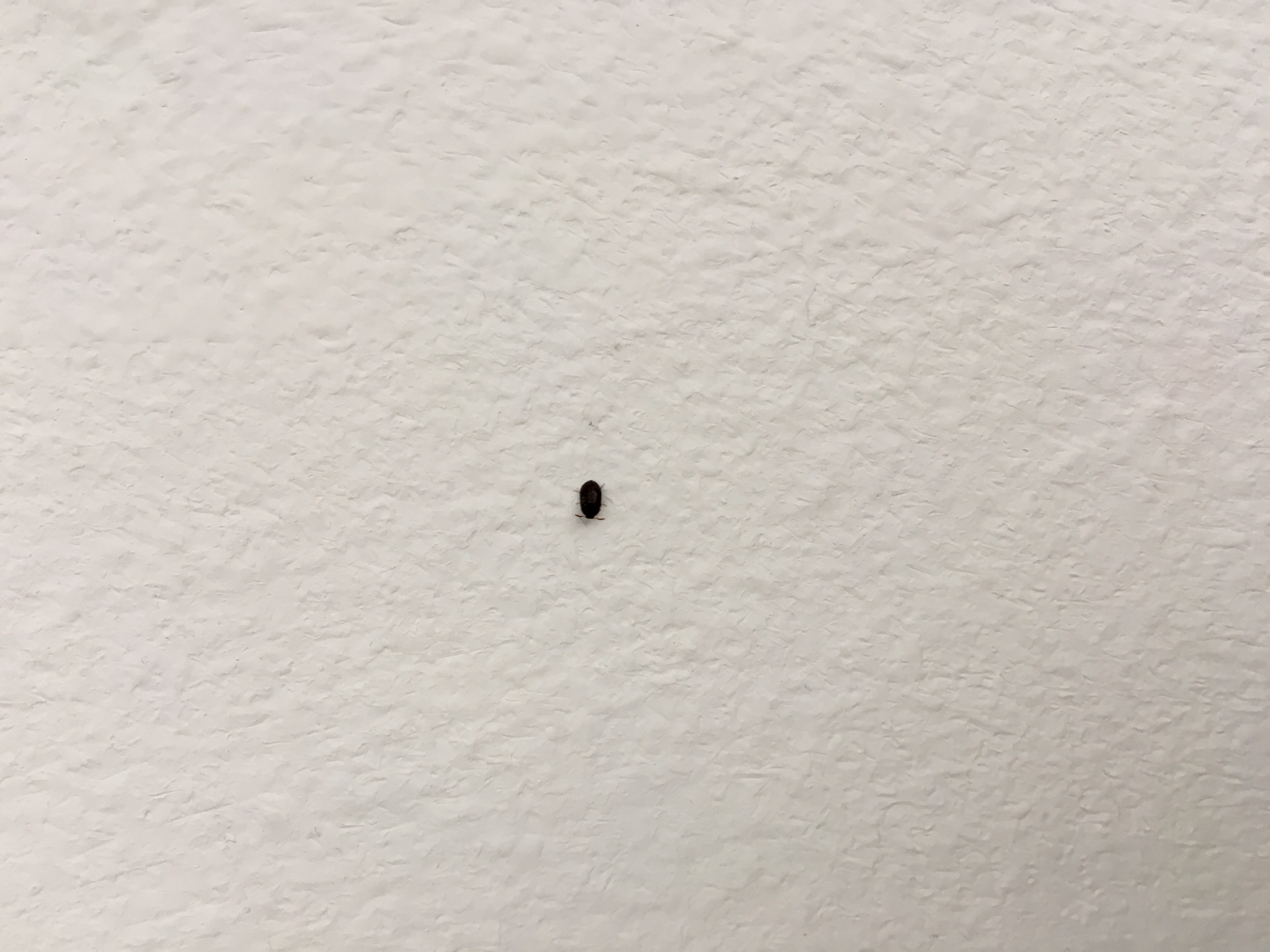 Wat zijn dit voor insecten? - GoeieVraag