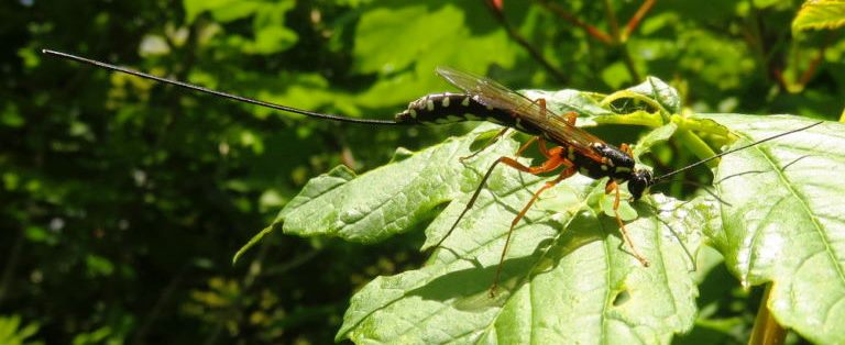 Wat voor insect is dit met rode poten en een lange pen naar achteren ...