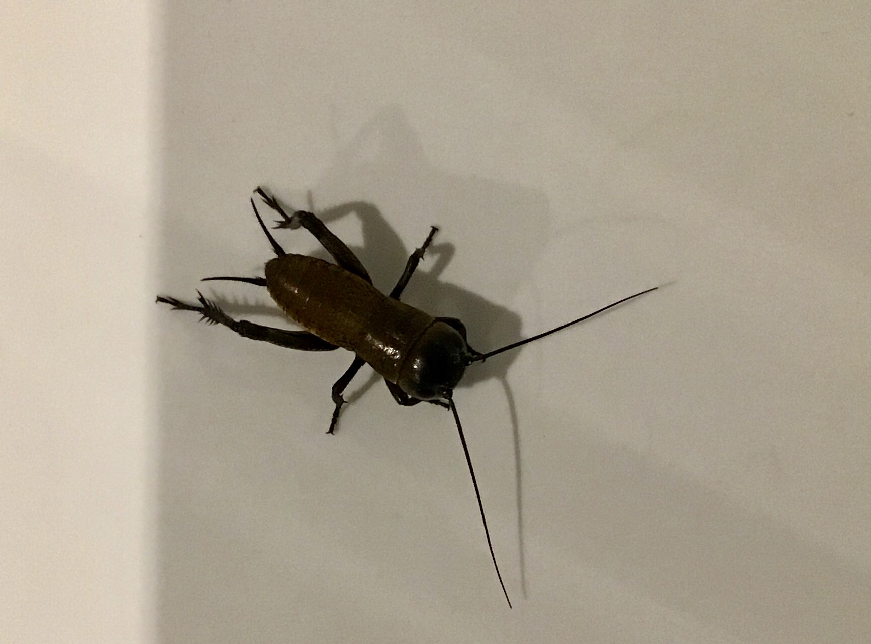 Wat is dit voor een insect? Het is donkerbruin en het lichaam is 2 cm ...