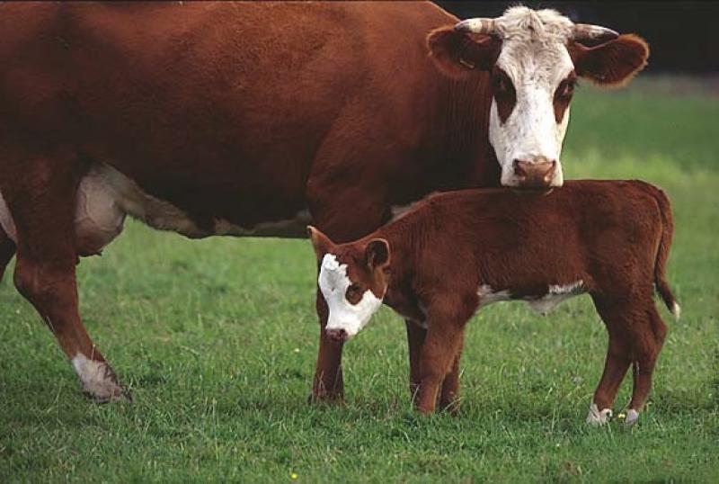 Overzicht van Nederlandse koeienrassen: foto en video