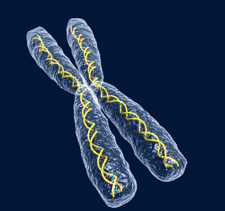 Is dit een chromosoom of een chromosomenpaar? - GoeieVraag