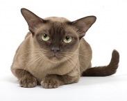 Burmees startpagina | De complete Burmees overzichtspagina