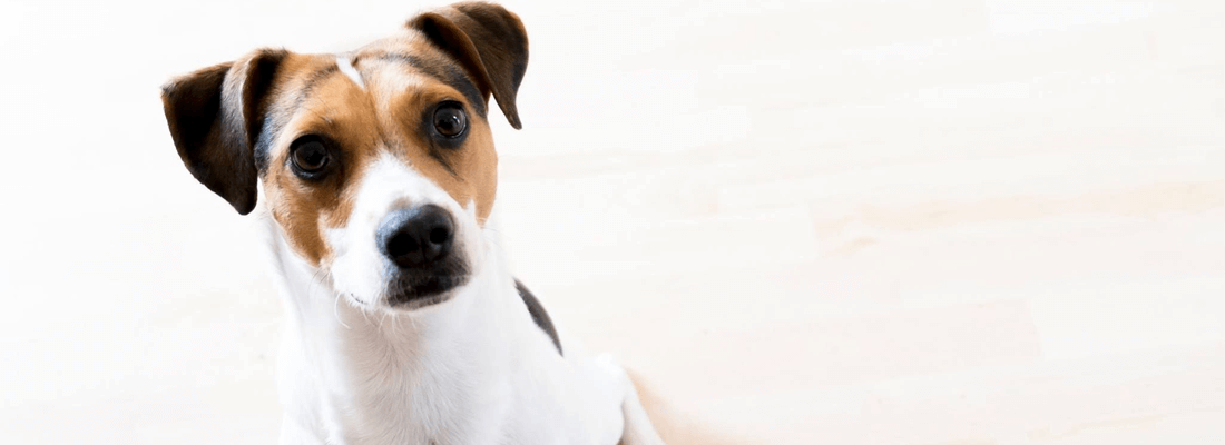 Boerenfox startpagina | Alle informatie over dit hondenras