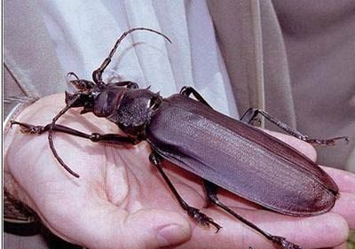 Wat is het grootste insect ter wereld? - GoeieVraag