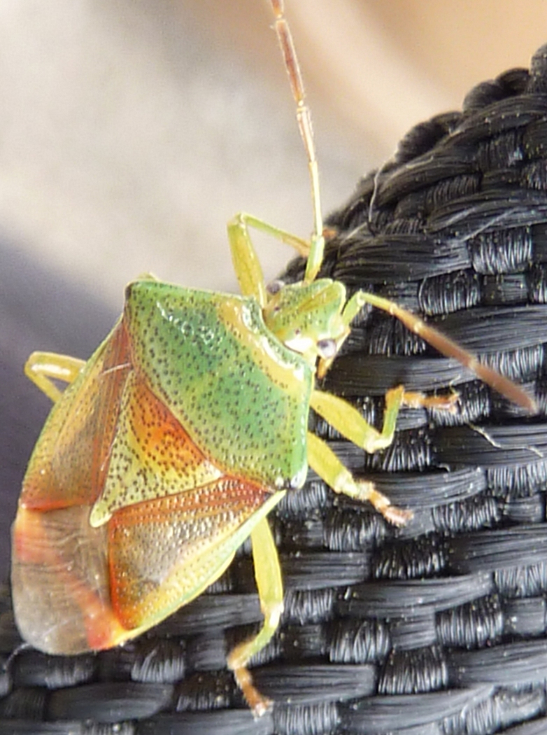 Welk beestje is dit? - GoeieVraag