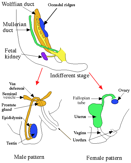 Wat is volgens de evolutie theorie het nut van de clitoris? - GoeieVraag