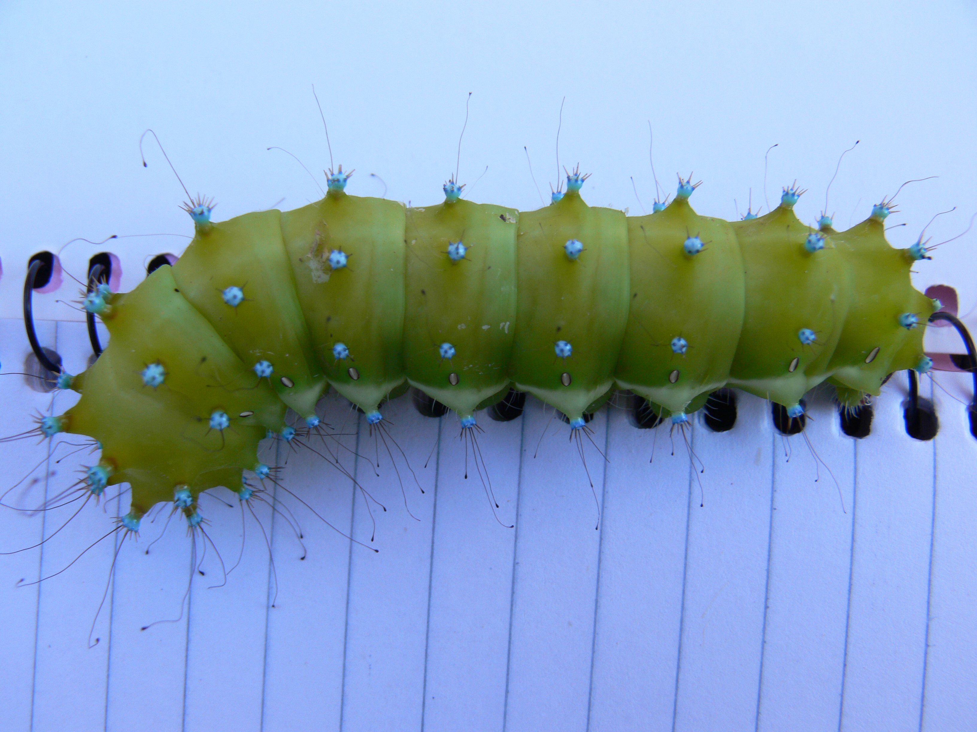 Wat is de grootste rups die in Nederland voorkomt? - GoeieVraag