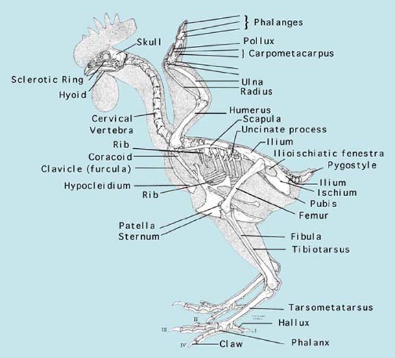 Stomme vraag! Maar waar zit het borstbeen van een (levende) kip precies ...