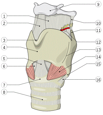 heeft een adamsappel 2 uitstekende (voelbare) deelen? - GoeieVraag