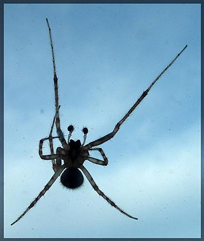 welke spin is dit.? - GoeieVraag