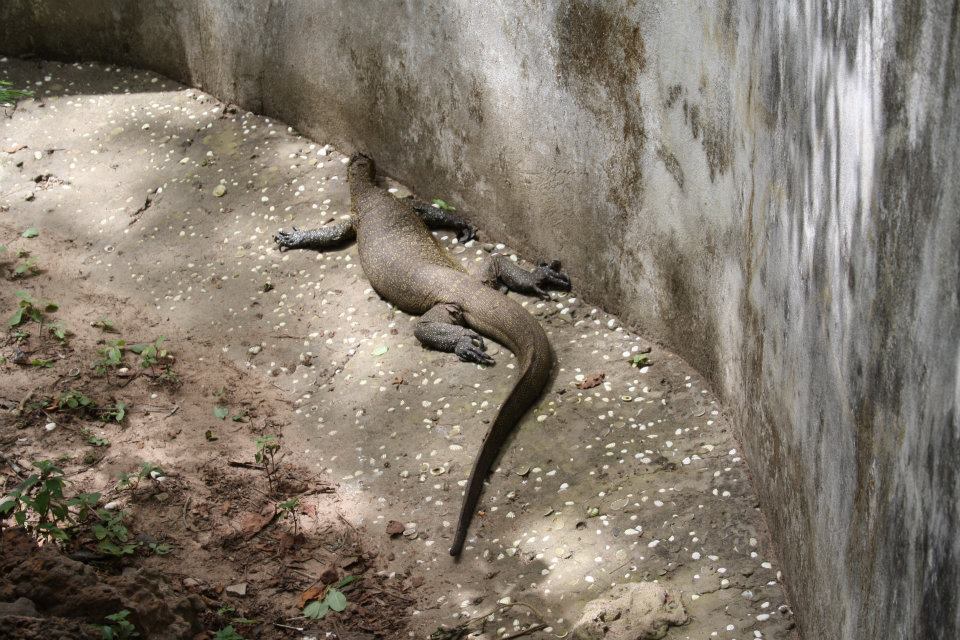 Welke soort varaan/leguaan is dit? - GoeieVraag