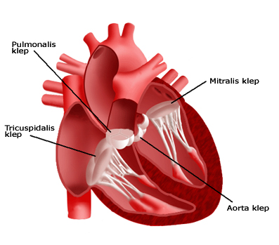 Wat is de functie van de halvemaanvormige kleppen? - GoeieVraag