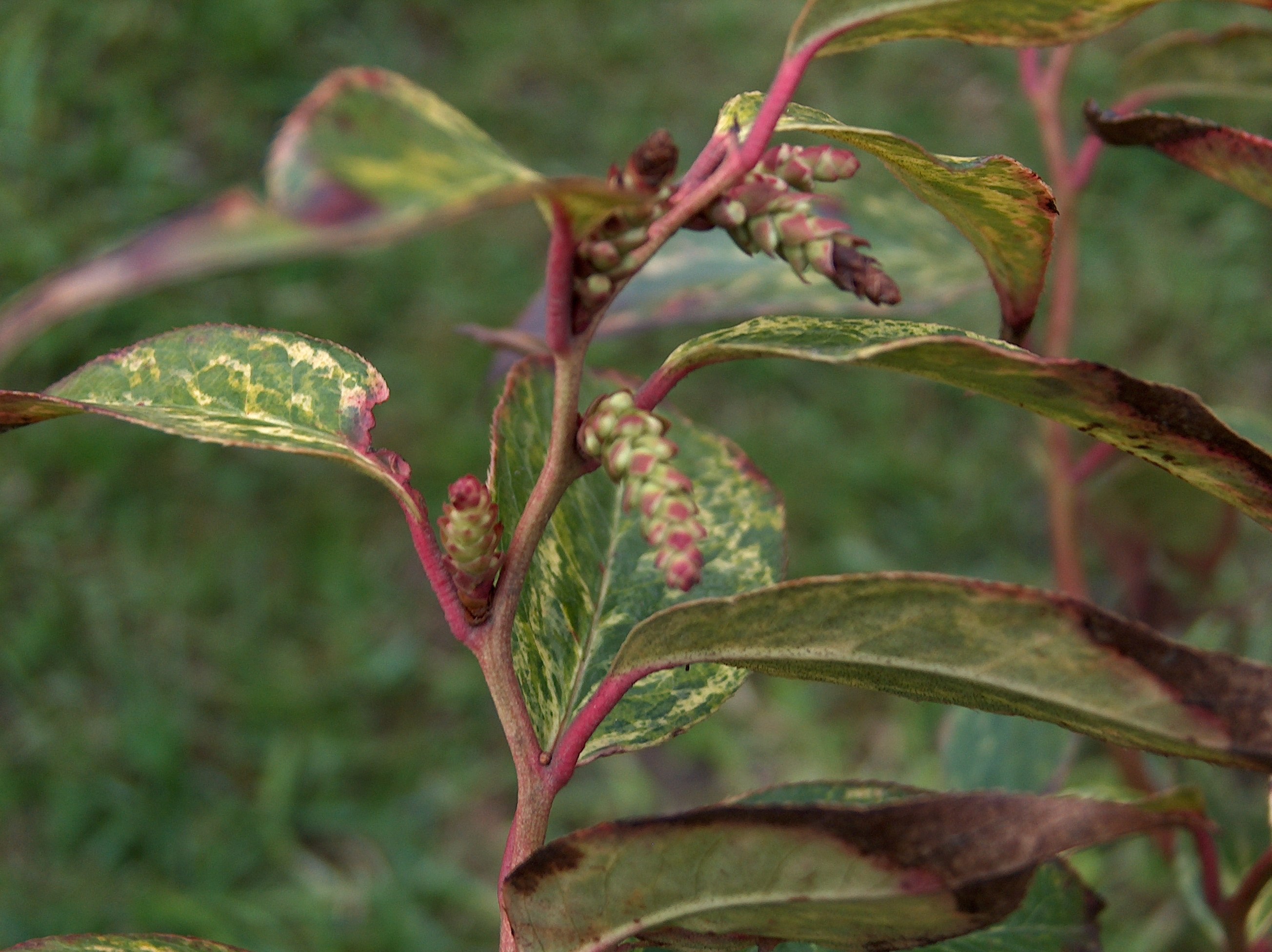 Welke struik is dit op de foto ? - GoeieVraag