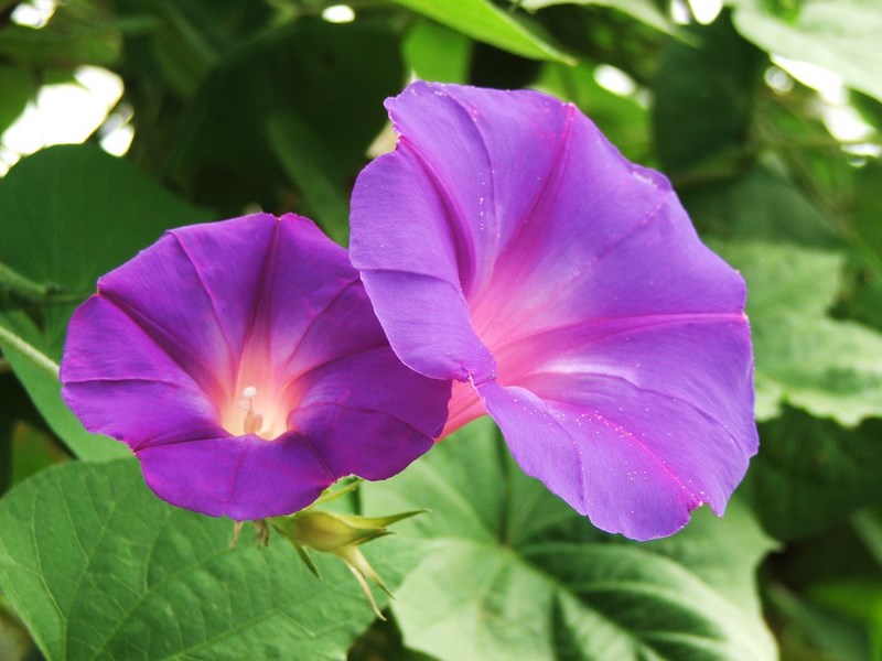 Ik heb een klimmende blauwe winde geplant die nu mooi begint te groeien ...