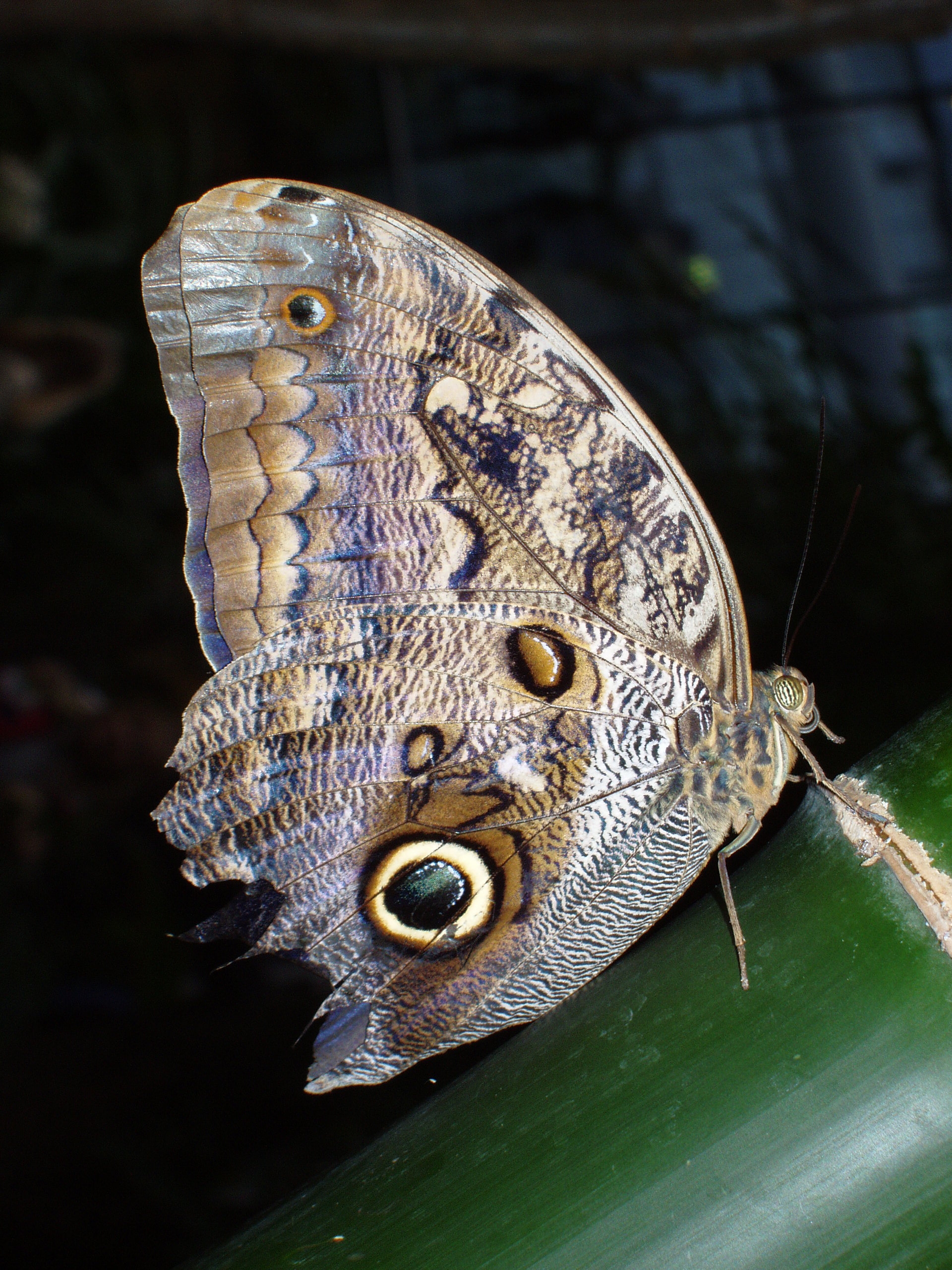 Is een rups een insect? - GoeieVraag