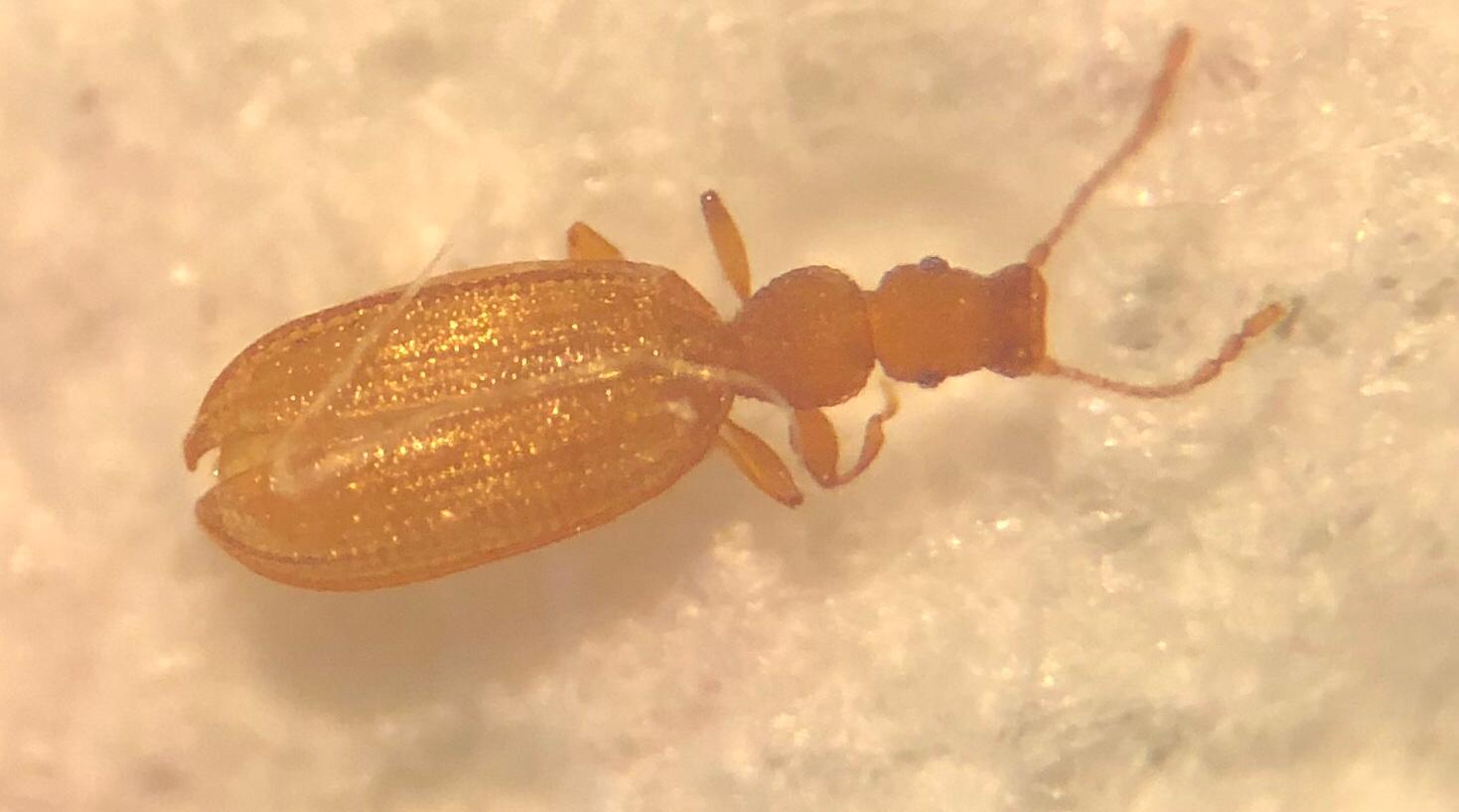 Wat is dit voor bruin insect, ca 2 mm groot? Zie foto - GoeieVraag