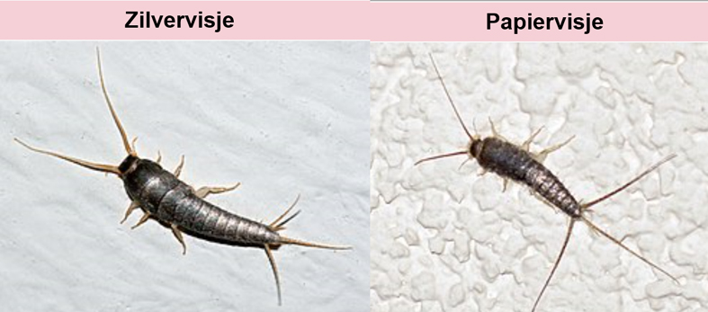 Is dit een zilvervisje of papiervisje? - GoeieVraag