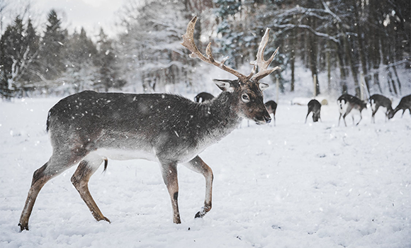 wat eten herten? - GoeieVraag