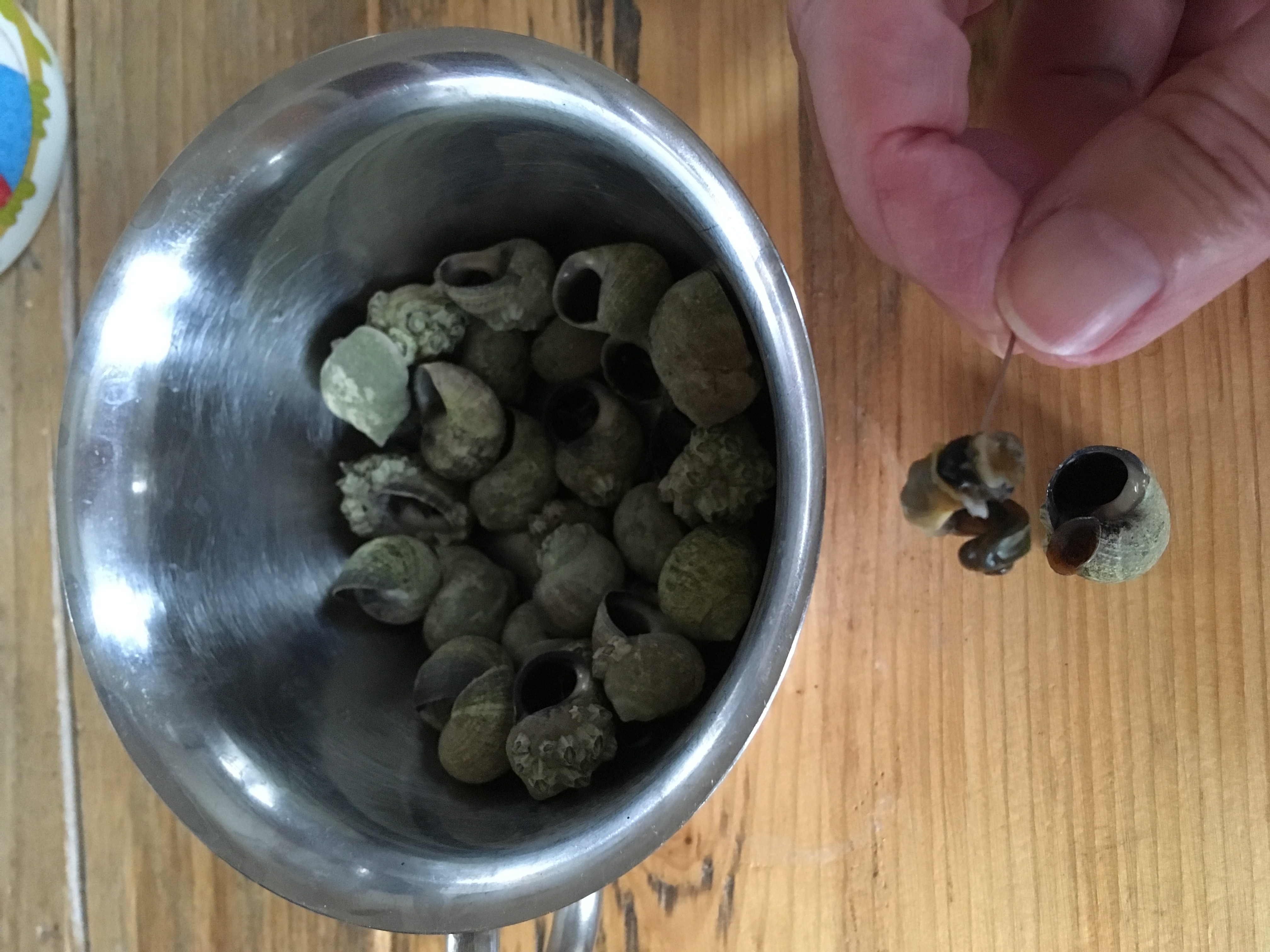 Kun je alikruiken invriezen? - GoeieVraag