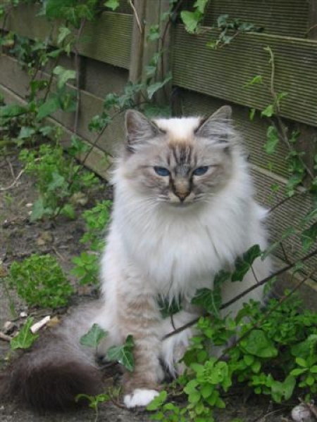 Startpagina.nl over het prachtige Heilige Birmaan kattenras
