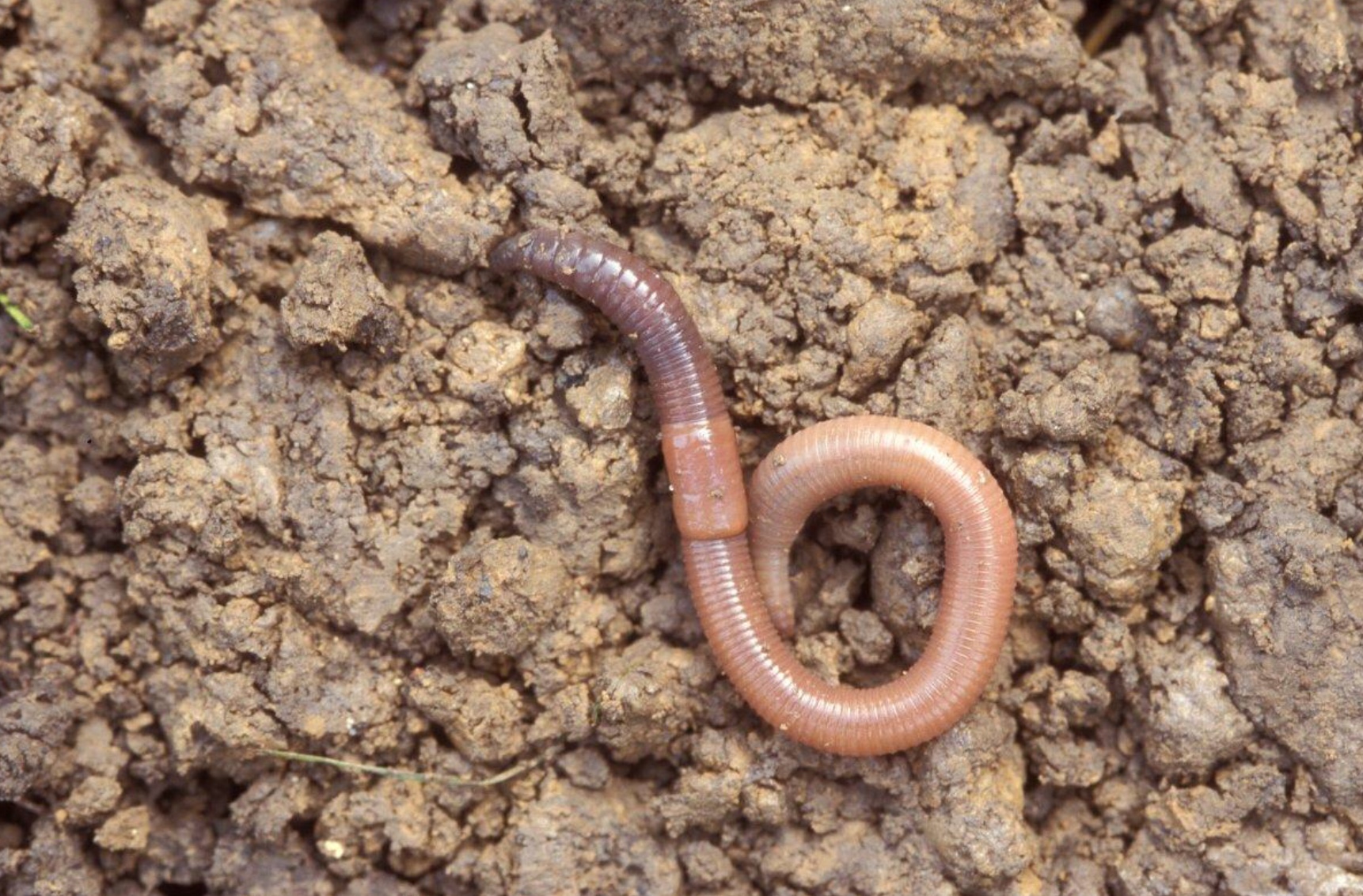 Wat voor soort worm is dit? - GoeieVraag