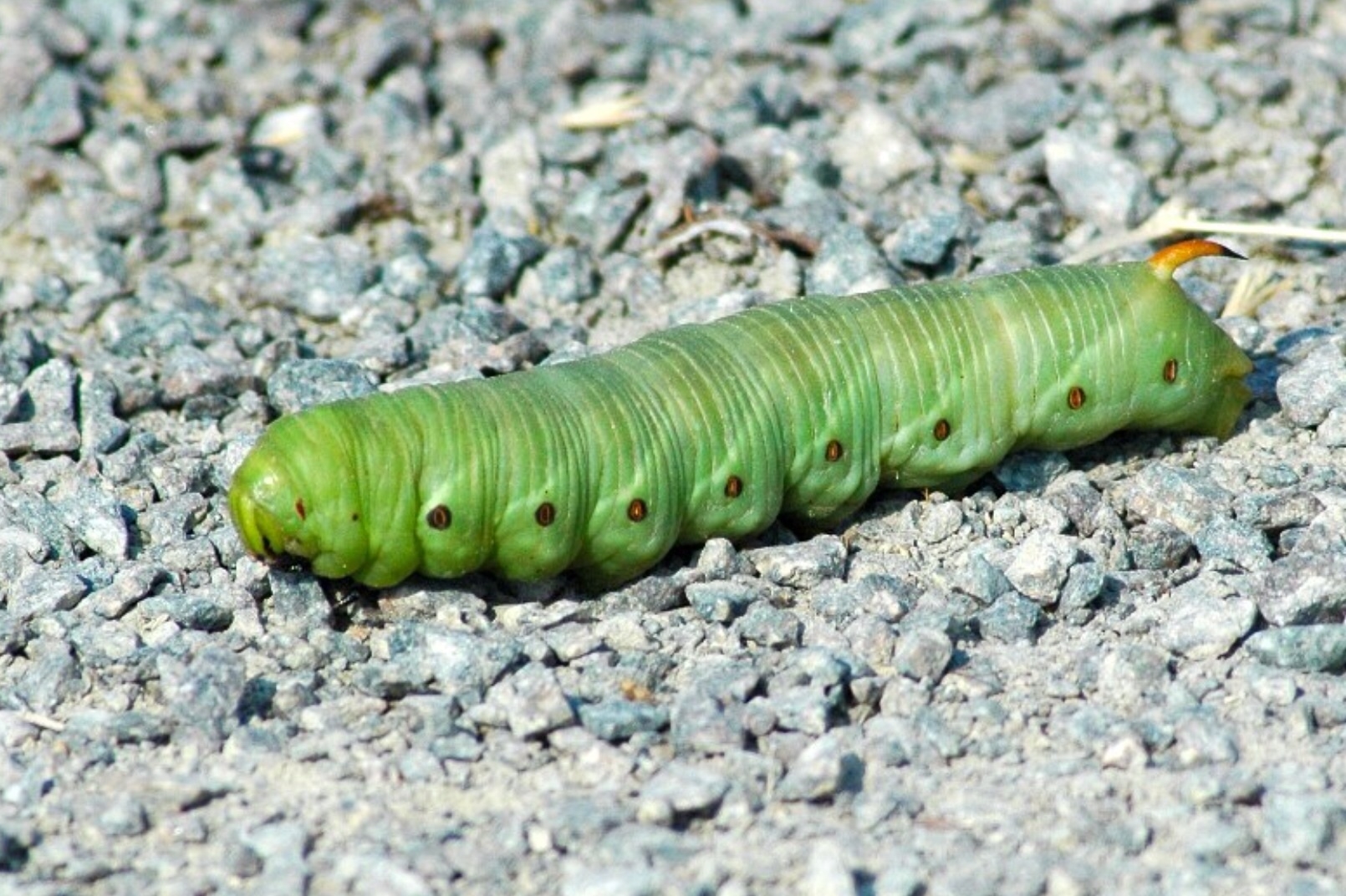 Wat voor een pijlstaart rups is dit? - GoeieVraag