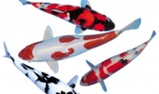 Koi (karper) startpagina. Online koi informatie