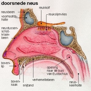 Ik heb een vieze smaak wat kan dit zijn?? - GoeieVraag